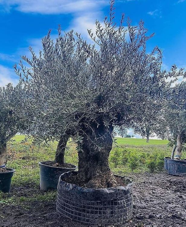 Olivenbaum "Ein Baum mit Geschichte" (Gebraucht) in Zuckenriet für CHF 3150 – nur Abholung auf ...