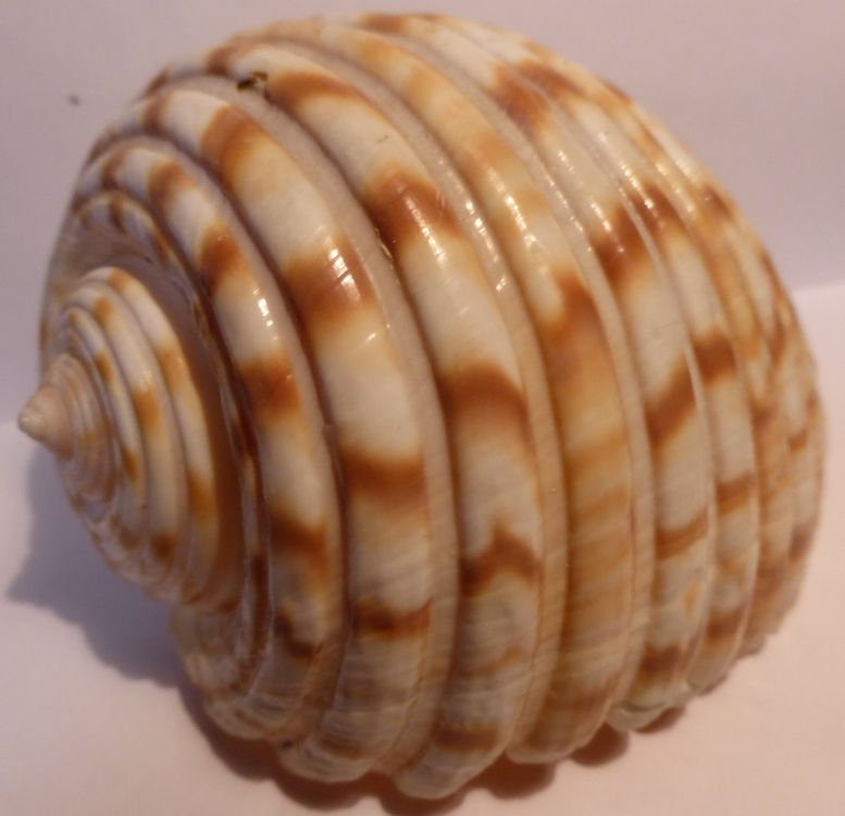 GROSSE TONNA DOLIUM,--98,3 MM x 83,8 MM,--F++/F+++ | Kaufen auf Ricardo