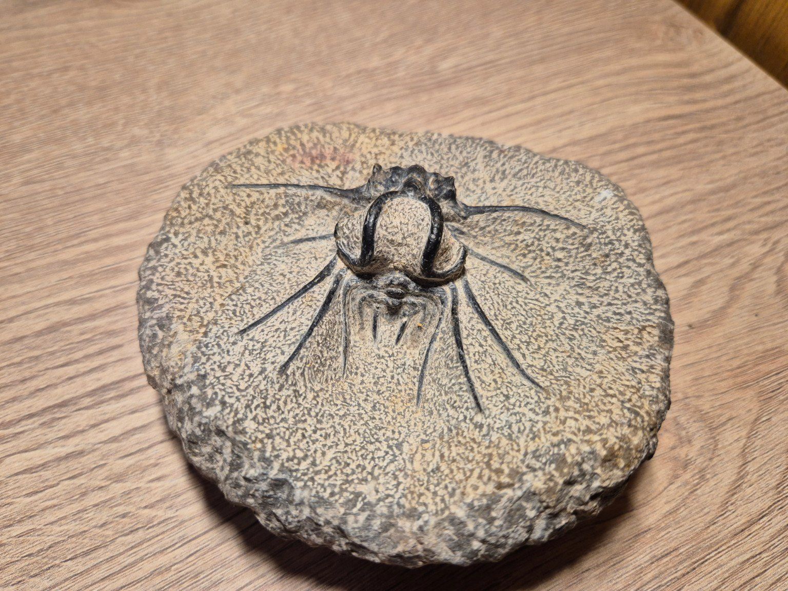 Fossile trilobite à longues épines – sur gangue naturelle (Gebraucht ...