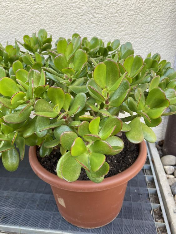 Geldbaum/Crassula ovata (Gebraucht) in Langnau am Albis für CHF 25 ...