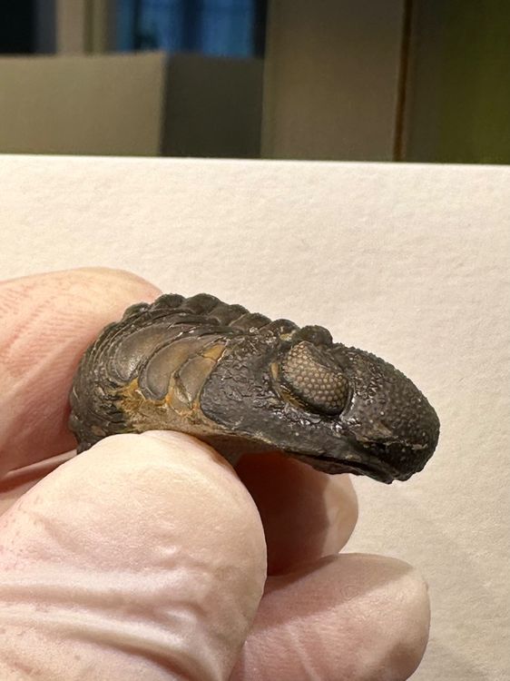 Trilobit - Phacops africanus | Kaufen auf Ricardo