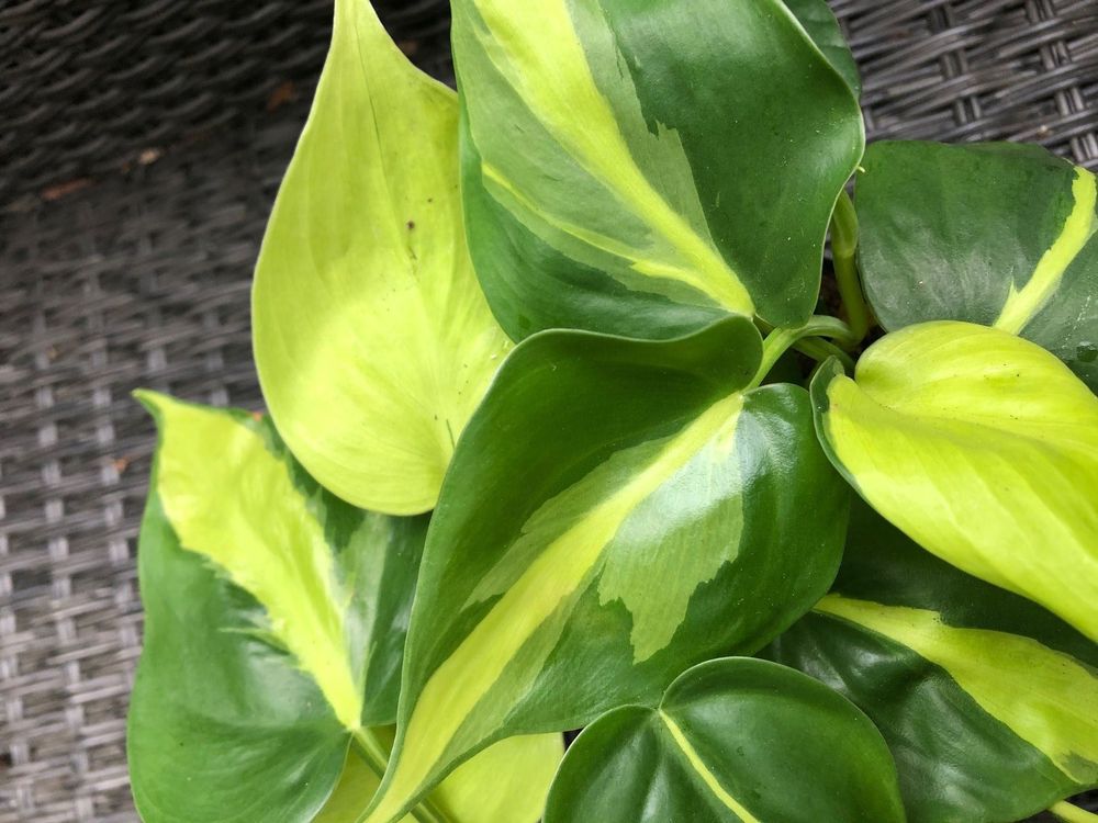 Epipremnum, Scindapsus Brasil | Kaufen auf Ricardo