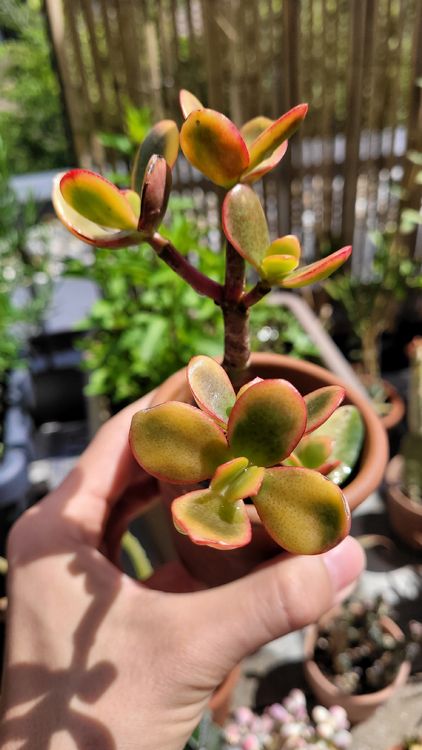 Crassula ovata (Geldbaum) 'Hummel's Sunset" (Neu (gemäss Beschreibung ...