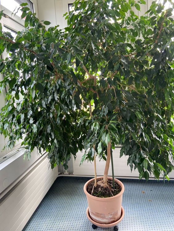 Ficus benjamina/Birkenfeige Baum | Kaufen auf Ricardo