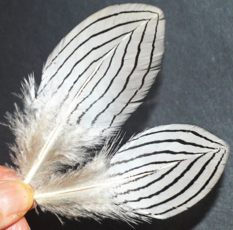 Deko Federn 559 – 10 bis 15 cm – Silber Fasan - 10 Stück | Kaufen auf ...