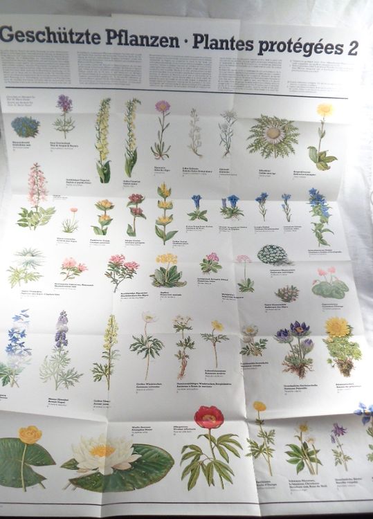 Geschützte Pflanzen 1 + 2 / 2 Grosse Faltbilder ab Fr. 3.- (Gebraucht) in Bellach für CHF 3 ...