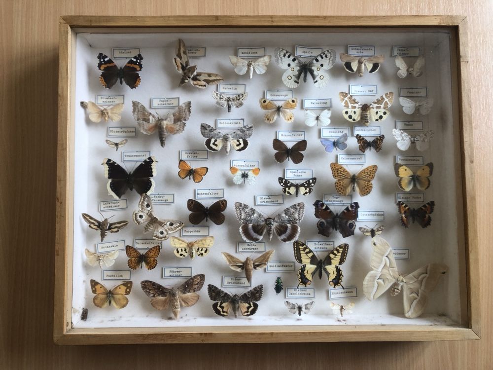 Echte Schmetterlinge hinter Glas in Holzrahmen | Kaufen auf Ricardo