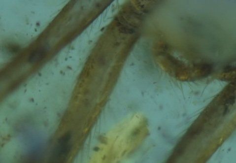 Bernstein mit Insekt Spinne Inkluse Naturbernstein (Neu (gemäss ...