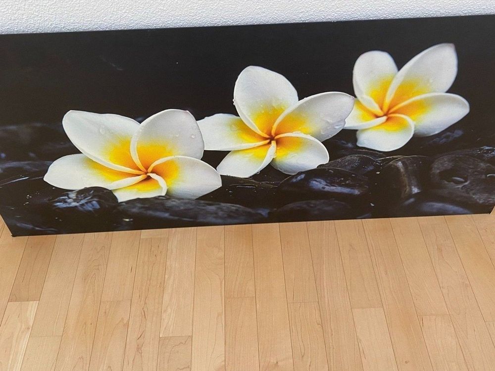 BlLD Blumen- FrangiPaNI | Kaufen auf Ricardo