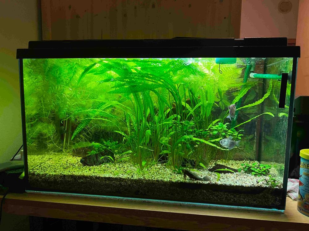 Aquarium komplett (Gebraucht) in Schafisheim für CHF 50 – nur Abholung auf Ricardo kaufen