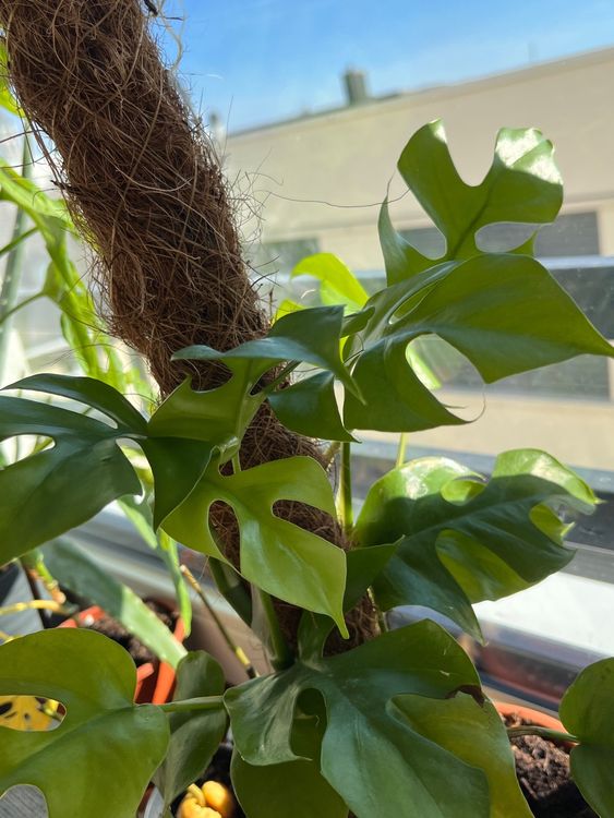 Monstera Minima (Gebraucht) in Romanshorn für CHF 12 – mit Lieferung ...