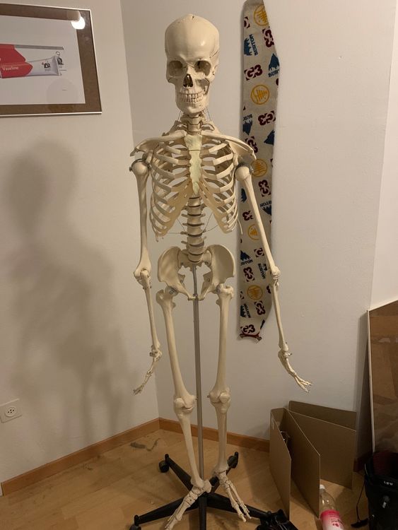 Skellett A200 von Rüdiger | Kaufen auf Ricardo