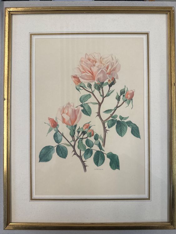 Rose Trechslin | Kaufen auf Ricardo