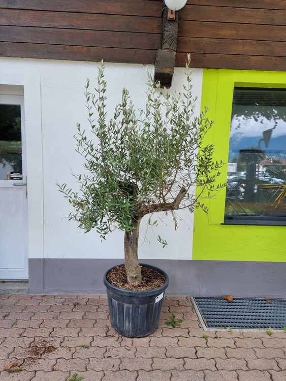 Olivenbaum winterhart (Neu (gemäss Beschreibung)) in Matten bei Interlaken für CHF 151 – nur ...