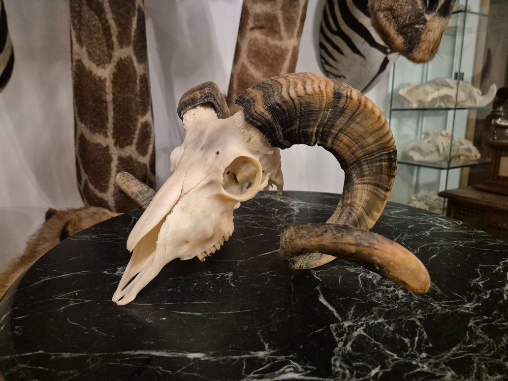Schädel Widder Mufflon Trophäe Gehörn Jagd Deko Schädelkn... (Gebraucht) in Riken AG für CHF 90 ...
