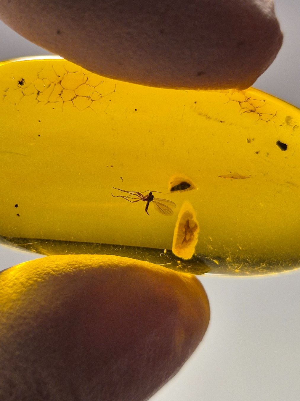 Ambre baltique naturel avec inclusion d’insecte – env. 4 cm (D'occasion ...