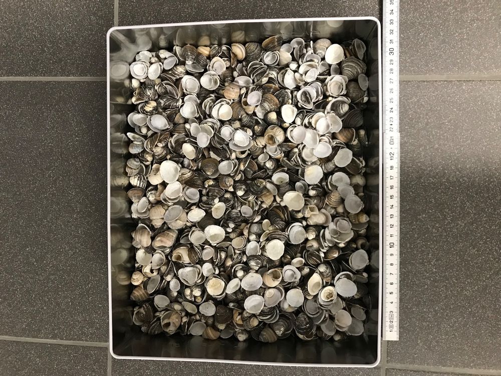 Muscheln zum basteln | Kaufen auf Ricardo