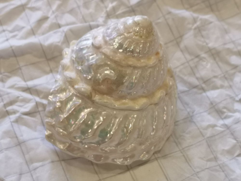 Muschel Turbo Undosa Muscheln Meeresschnecke Perlmutt Ø11cm (Gebraucht ...
