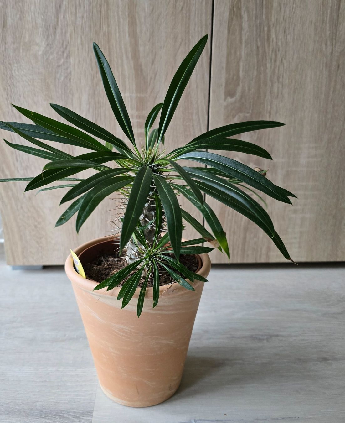 Madagaskar Palmen, Pachypodium, pflegeleicht im Topf🌴 (Gebraucht) in ...