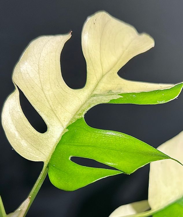 🌓 HALFMOON SPECIAL! MONSTERA MINIMA ALBO VAR. PREMIUM 🌗 (Gebraucht) in ...