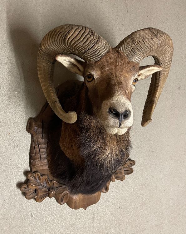 Sehr schöne Mufflon (Widder) Trophäe / Präparat | Kaufen auf Ricardo