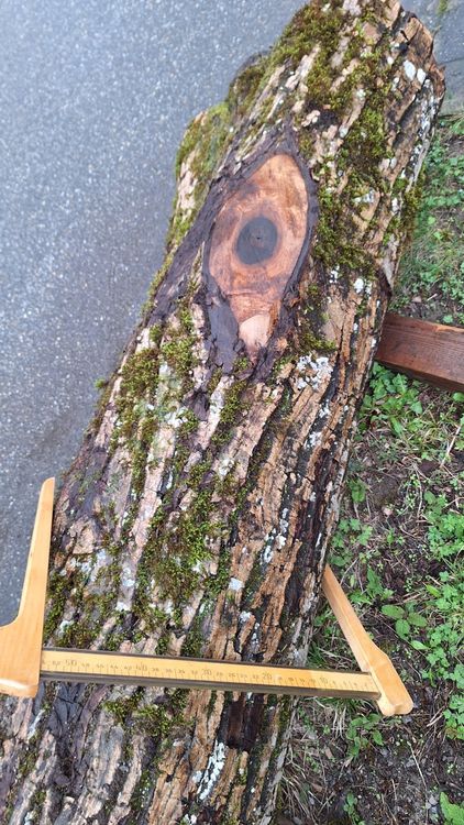 Nussholz Stamm Nuss Holz Nussbaumholz drechseln basteln (Neu (gemäss ...