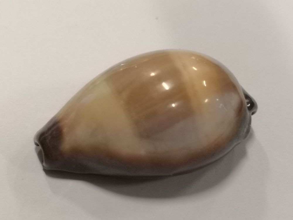 Muschel Onyx Kauri Cypraea Erronea Onyx Muscheln Cebu 40mm (Gebraucht ...
