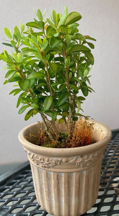 Mini Buchsbaum - Immergruen fuer Balkon & Garten! | Kaufen auf Ricardo
