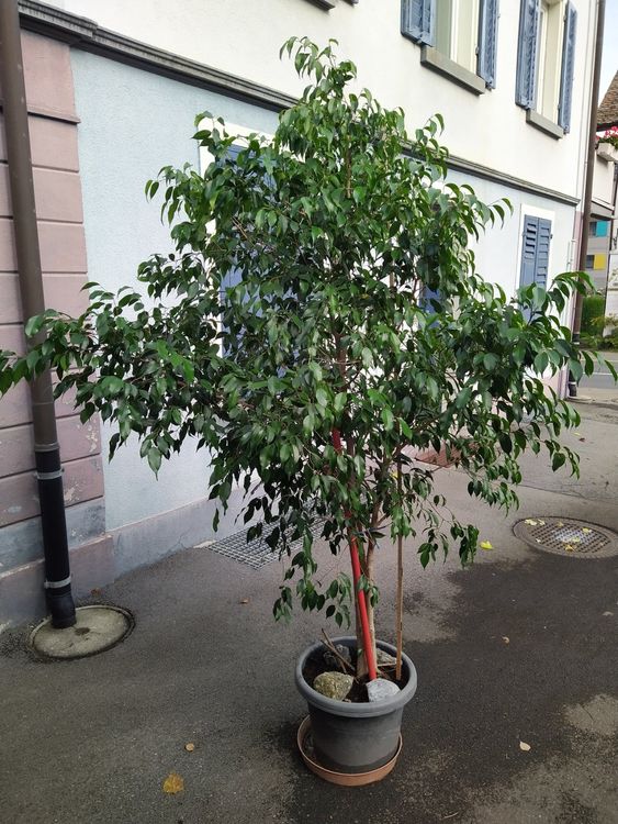 Ficus Baum in Topf 2,5 Meter (Gebraucht) in für CHF 85 – nur Abholung ...
