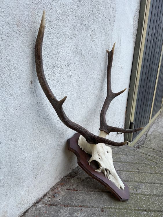 Hirschgeweih 6-ender Hirsch Geweih (Gebraucht) in Vaduz für CHF 125 – mit Lieferung auf Ricardo ...