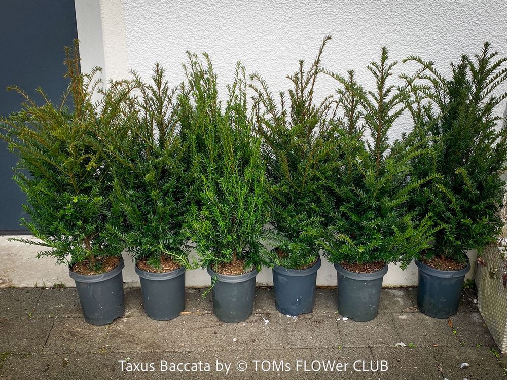 6x Eiben (Taxus Baccata) - für schön kompakte Grünhecke (Neu und ...