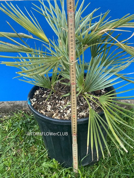 Chamaerops Humilis Cerifera - WINTERHARTE blaue Zwergpalme (Neu (gemäss Beschreibung)) in ...