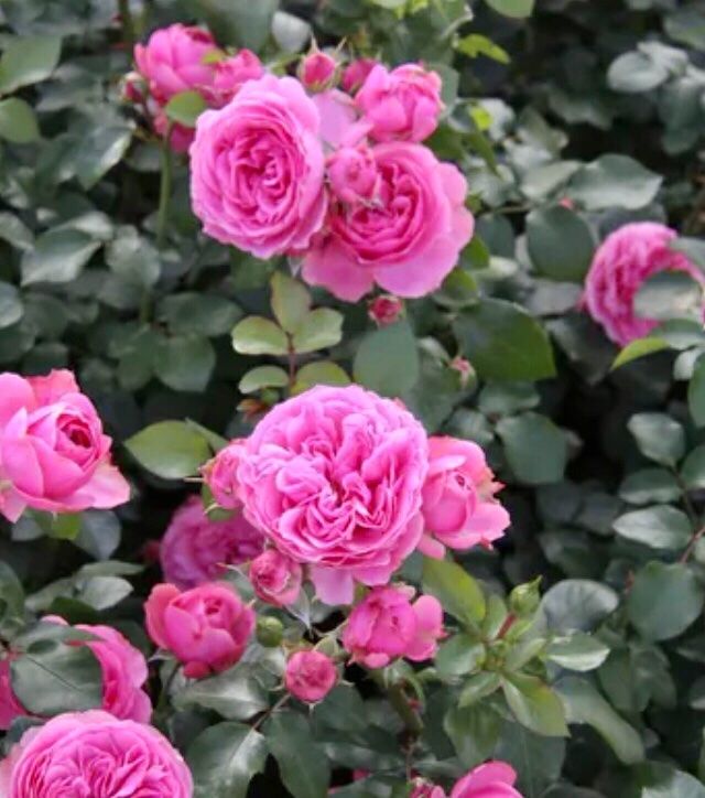 Rose Polyantha "TRANDAFIR" Farbe: PINK (Stamm 50 cm Wurzel) (Neu und ...