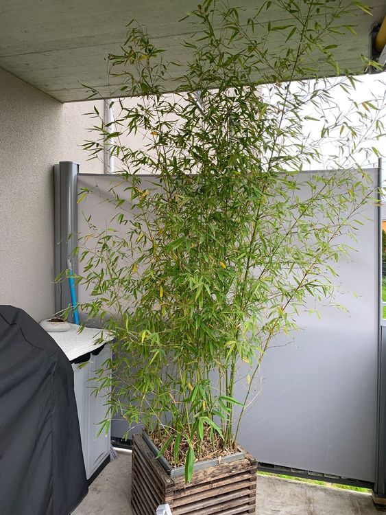 Grosser, schöner Bambus mit massivem Holz-Topf Pflanzenkübel | Acheter ...