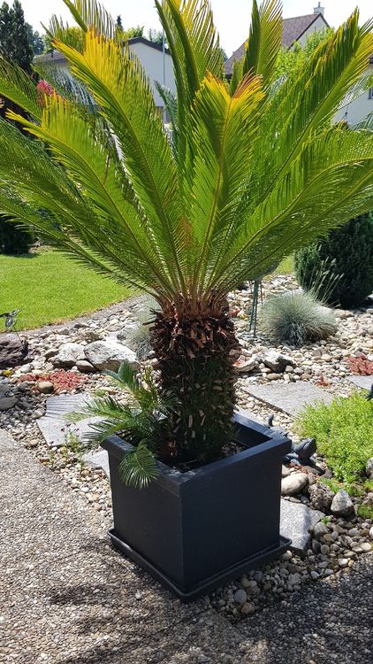 Palme CYCAS Revoluta | Kaufen auf Ricardo
