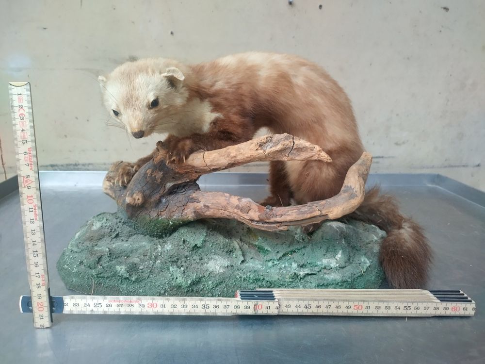 Präparierter Marder ab 1.- (Gebraucht) in Wettingen für CHF 22 – mit Lieferung auf Ricardo kaufen