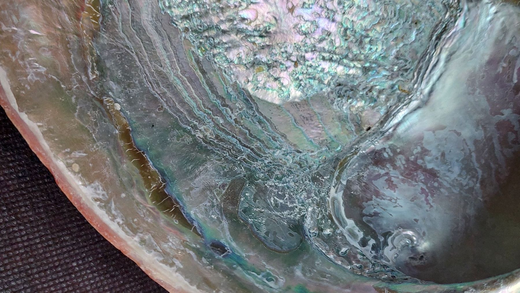 Robuste Riesen-Muschel ca. 20x15.5x5.5 cm / Gewicht: 403 gr. (Gebraucht ...