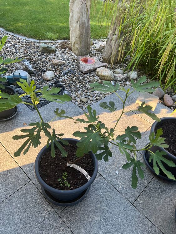 Feigenbaum Gustis® Twotimer® (Neu (gemäss Beschreibung)) in Riniken für CHF 50 – nur Abholung ...