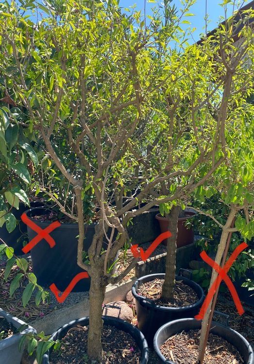 Pflanze nzianstrauch Solanum Rantonnetii Blumen Topf Erde (Gebraucht ...