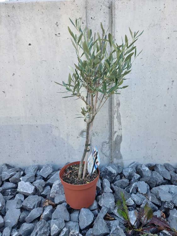 Olivenbaum winterhart | Kaufen auf Ricardo