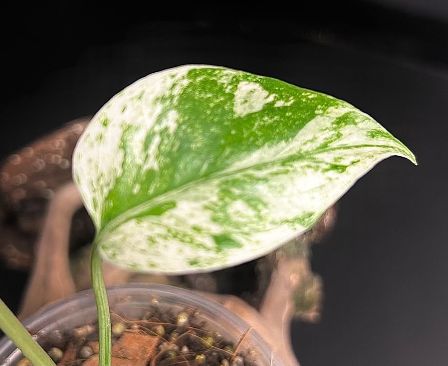 👁️ MONSTERA MINT „KUNZO WHITE MONSTER BABY, HIGH VARIEGATED (Gebraucht ...