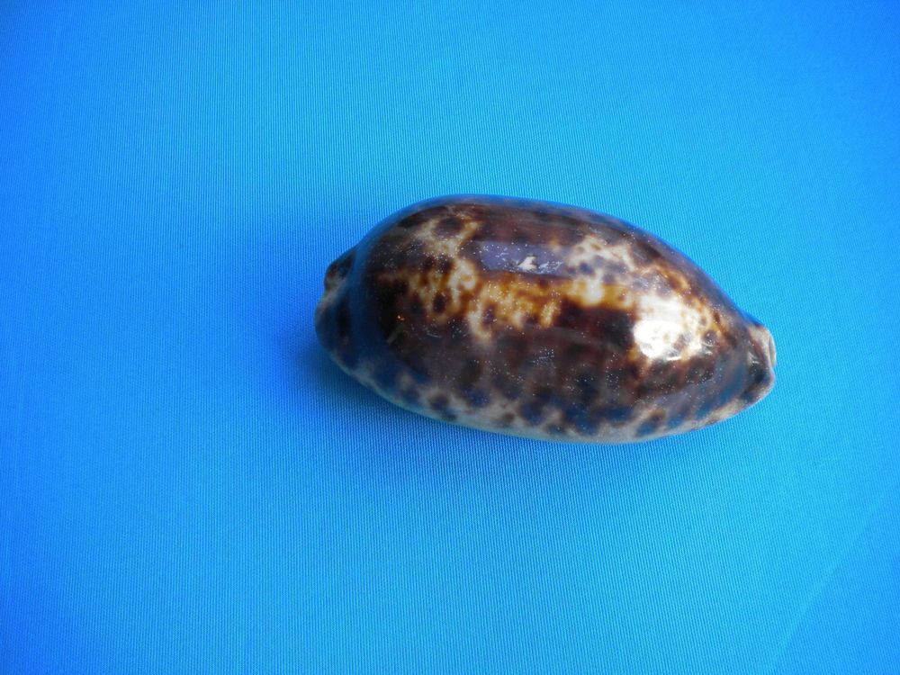 Schöne lange "Cauri" Muschel 10 cm | Kaufen auf Ricardo