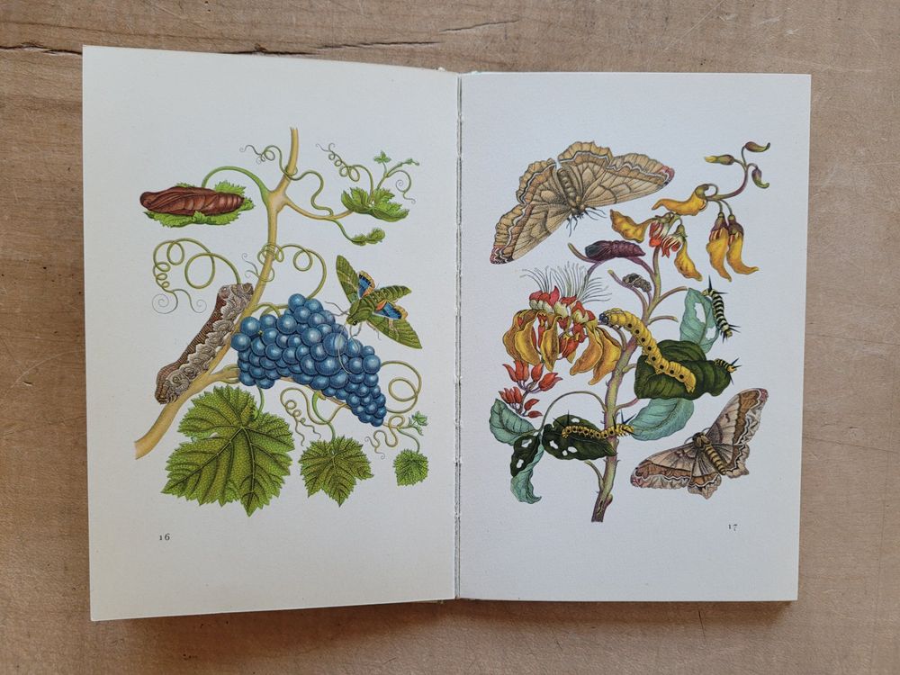 Das kleine Buch der Tropenwunder, Sybille Merian (Insel 351) (Gebraucht ...