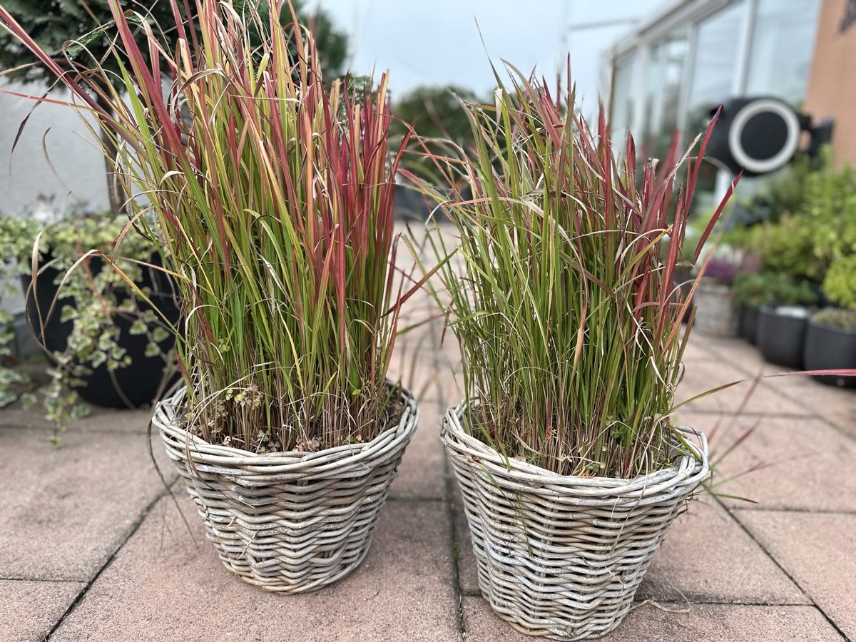 Ziergraeser, Herbstzauber für den Garten! (Gebraucht) in Zürich für CHF 19 – nur Abholung auf ...