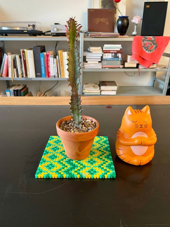 Kaktus, Euphorbia Trigona Rubra, inklusive Topf (Gebraucht) in Basel für CHF 5 – nur Abholung ...