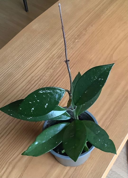 Hoya carnosa, Wachsblume, Porzellanblume selber gezogen (Neu (gemäss ...