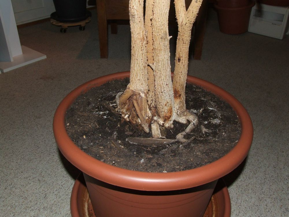 Grosser Ficus Benjamini Baum, mehrstämmig | Kaufen auf Ricardo