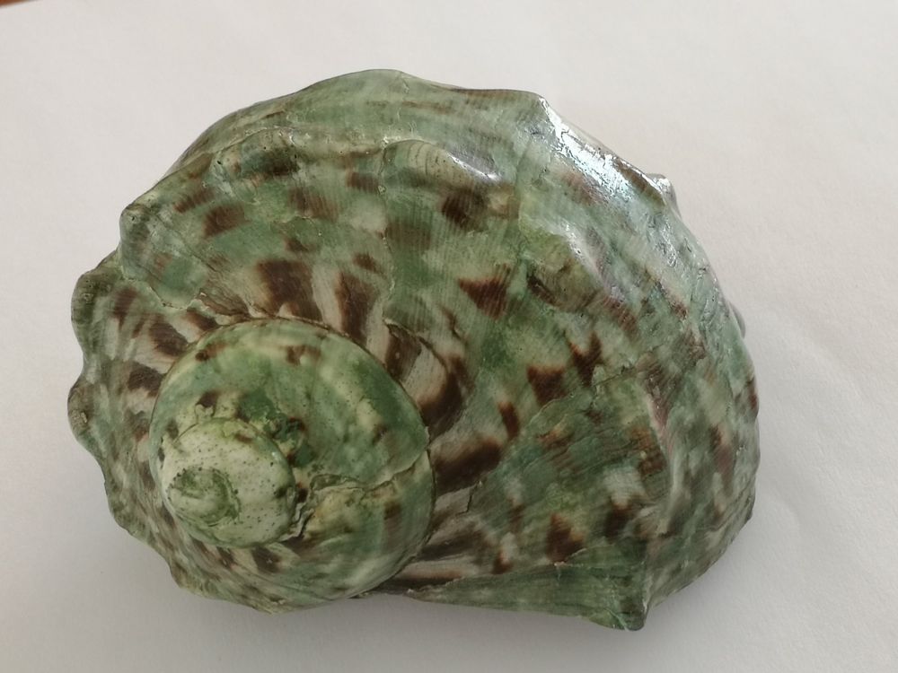 Muschel Turbo Marmoratus Conchylien Schnecken Muscheln 12cm (Neu ...