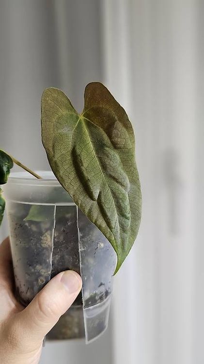 Anthurium Rl x Fs F1 Jay Vannini (Gebraucht) in Märstetten für CHF 280 ...