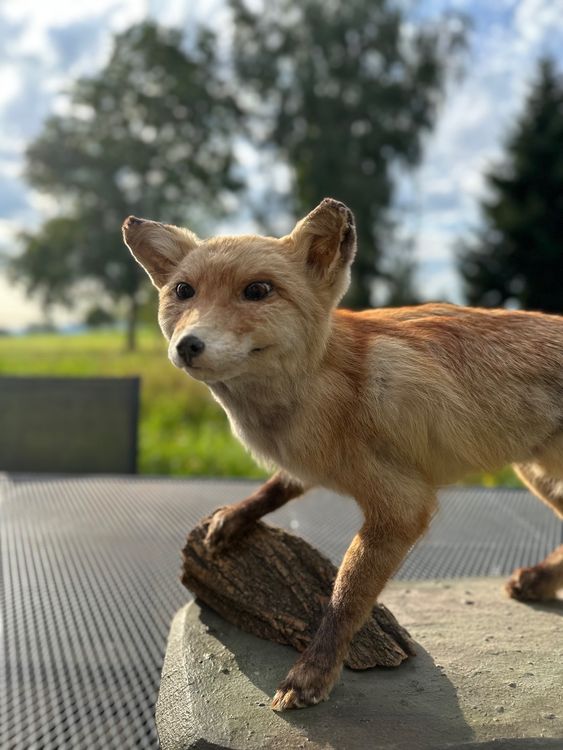 Fuchs Präparat | Kaufen auf Ricardo